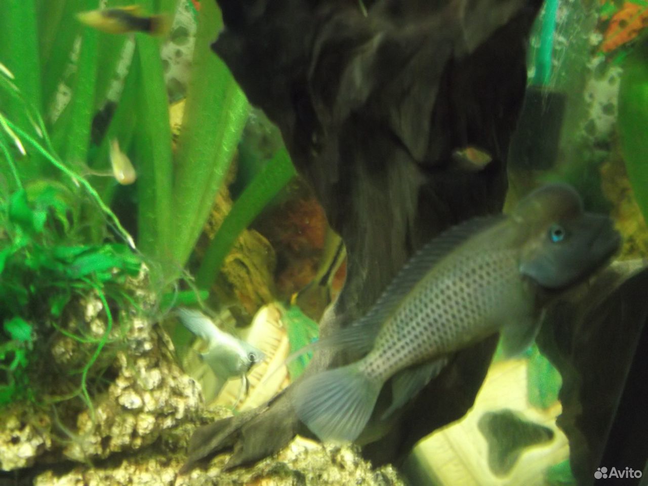 Львиноголовые цихлиды