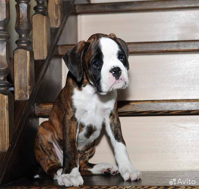 Беломордый кобелек боксера