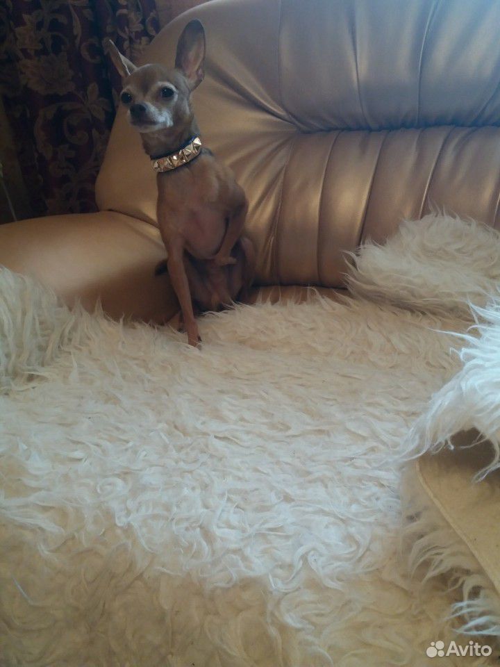 Вязка мини тойчика