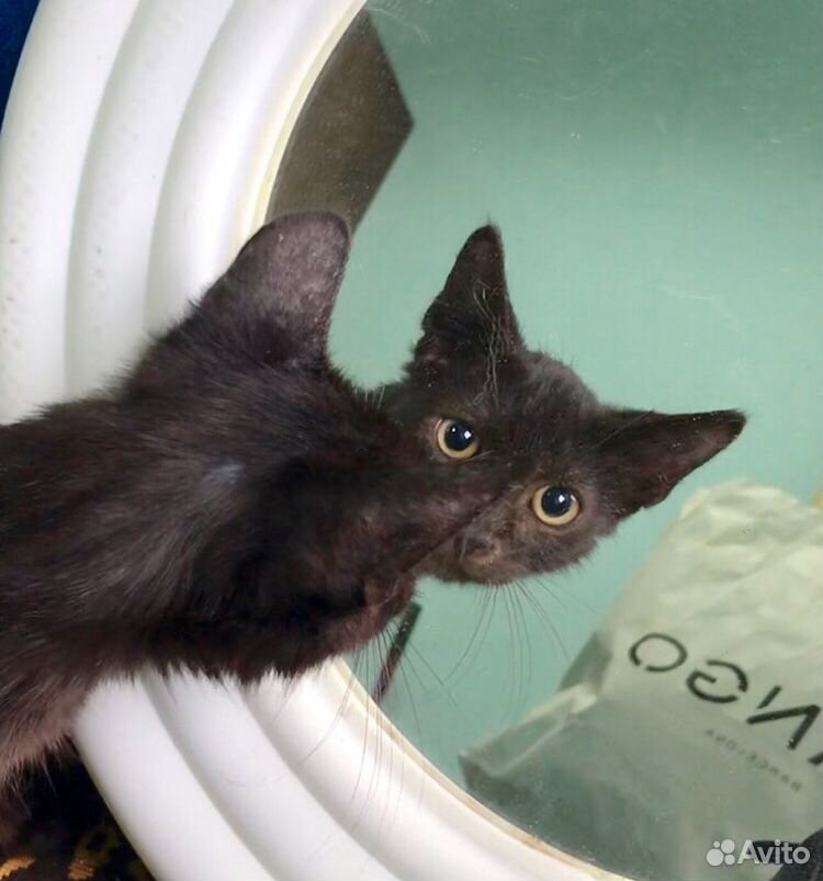 Котенок Черныш, мальчик (кот, котик, Кошки)