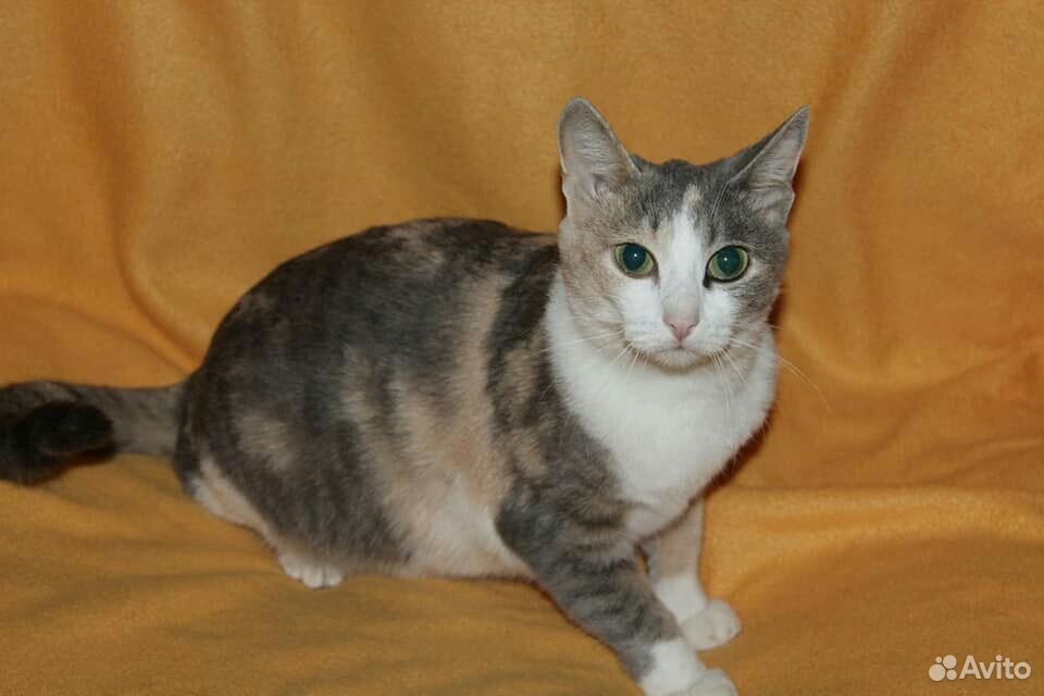 Красотка Элис