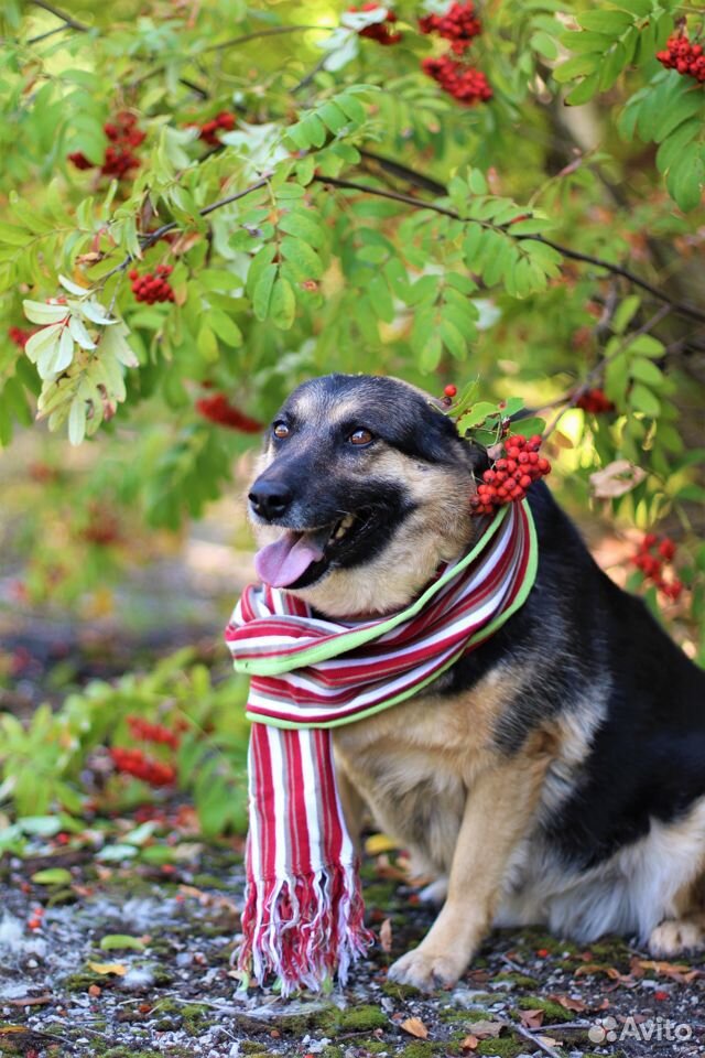 Колобок ищет дом