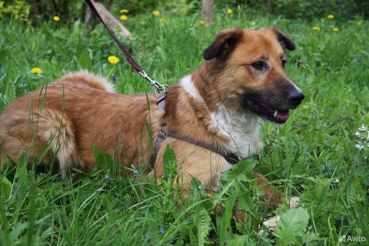 Гелла очень хочет домой