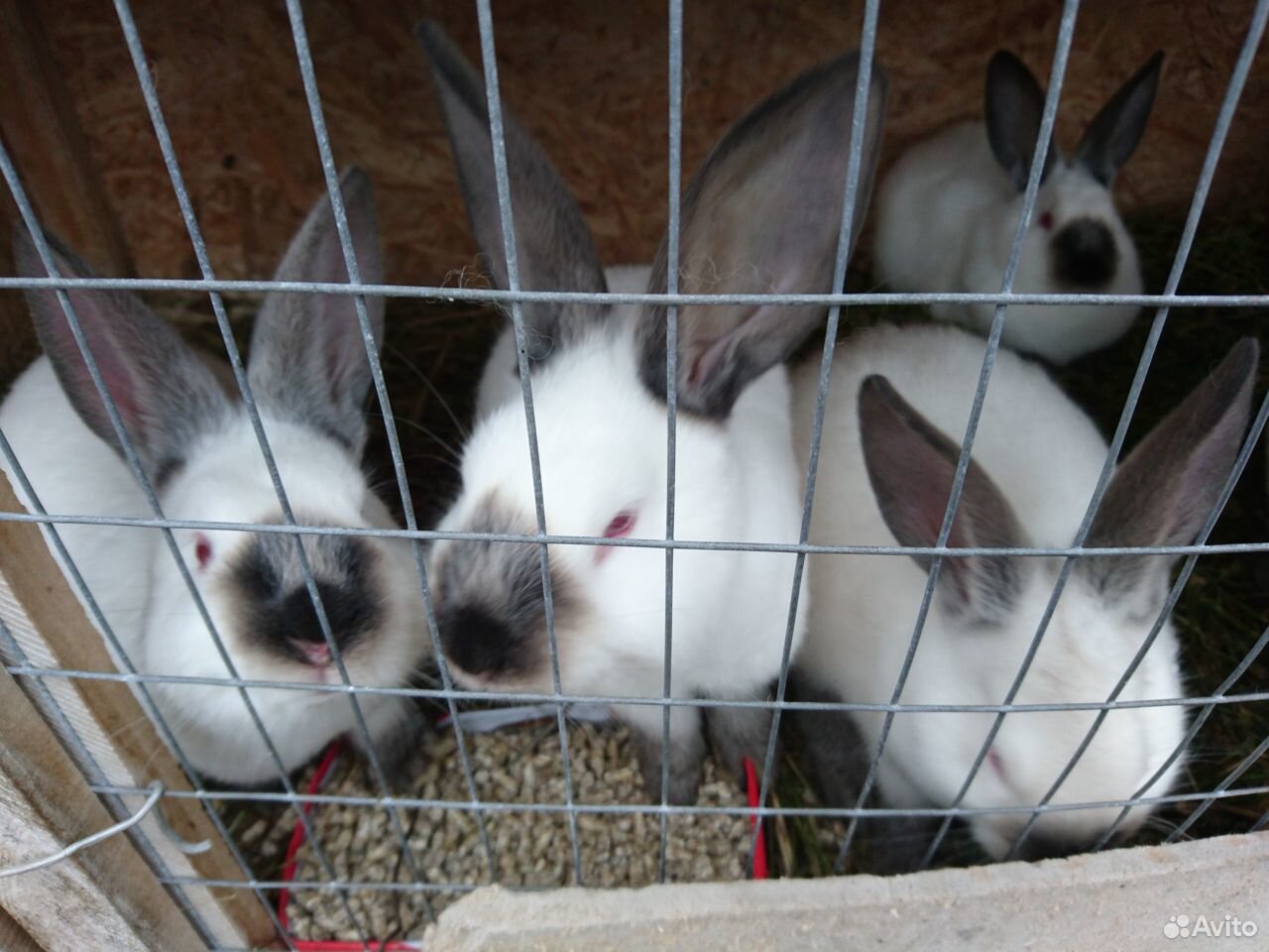 Калифорнийские кролики