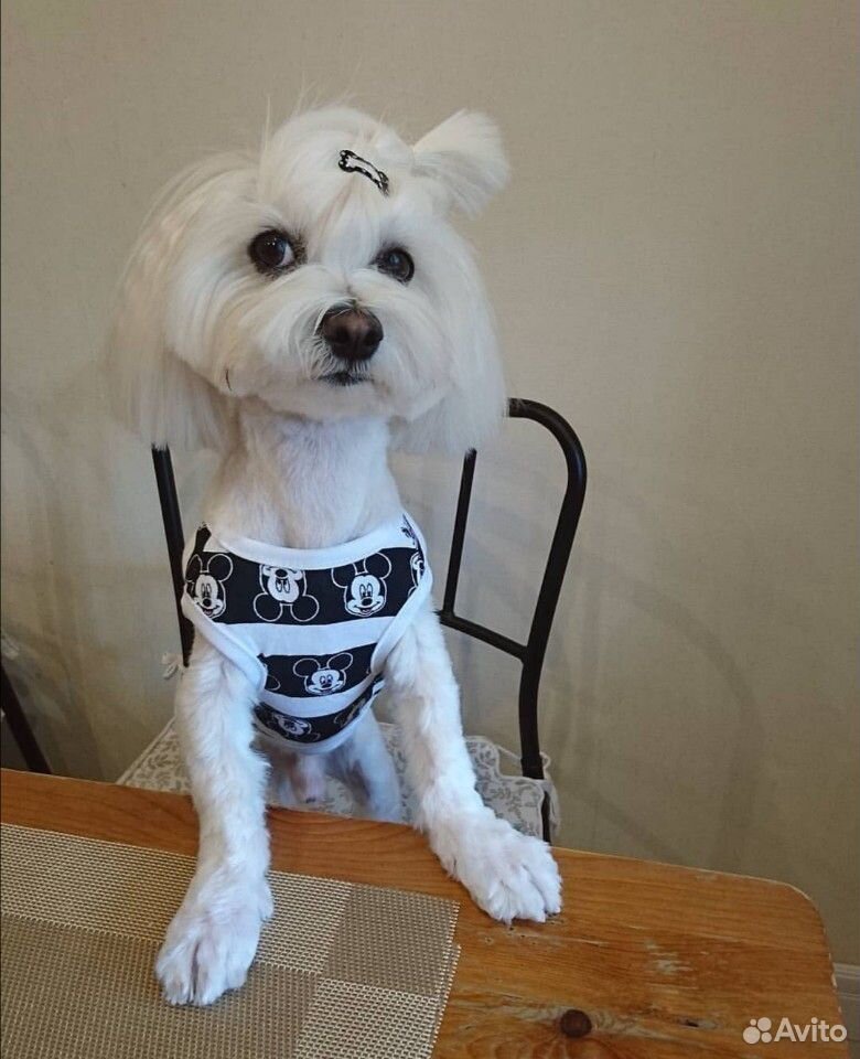 Мальтезе вязка