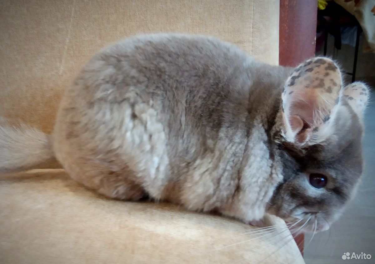 Продам шиншилл