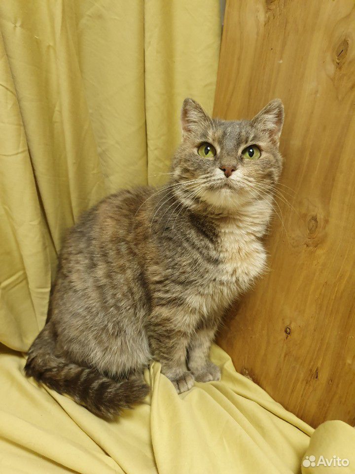 Кошка ищет дом