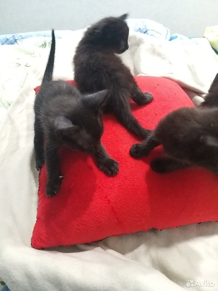 Черные котята