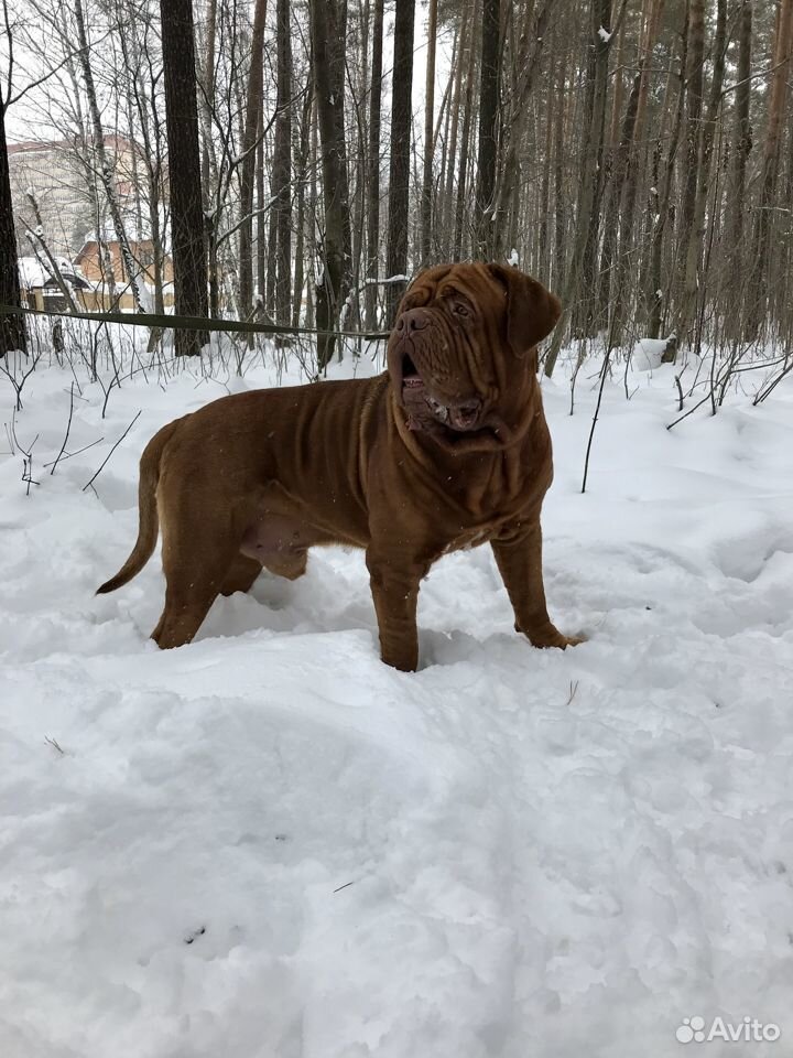 Вязка Бордоский Дог