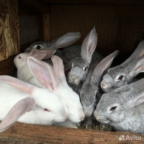 Продаются кролики