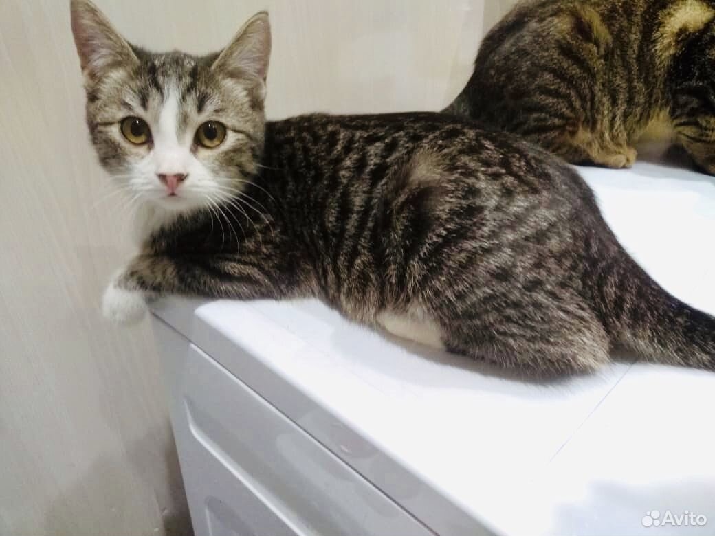 Кошка «Мышка»