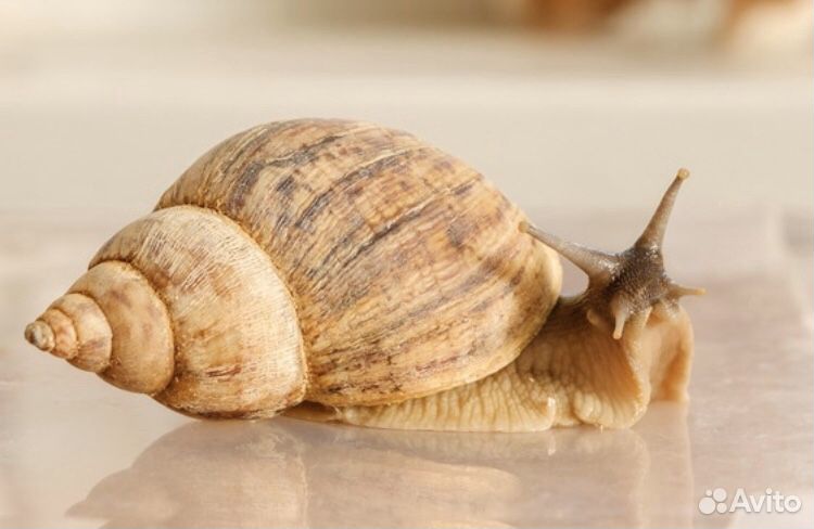 Улитка Ахатин