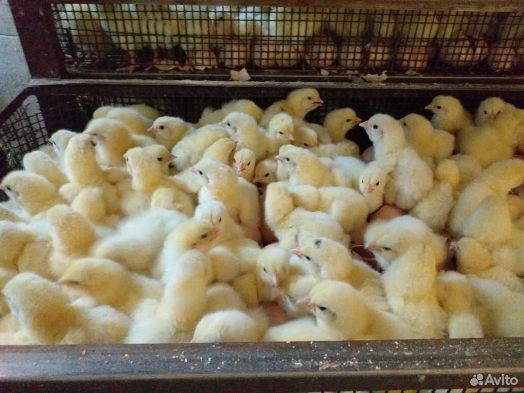 Гусята и муларды