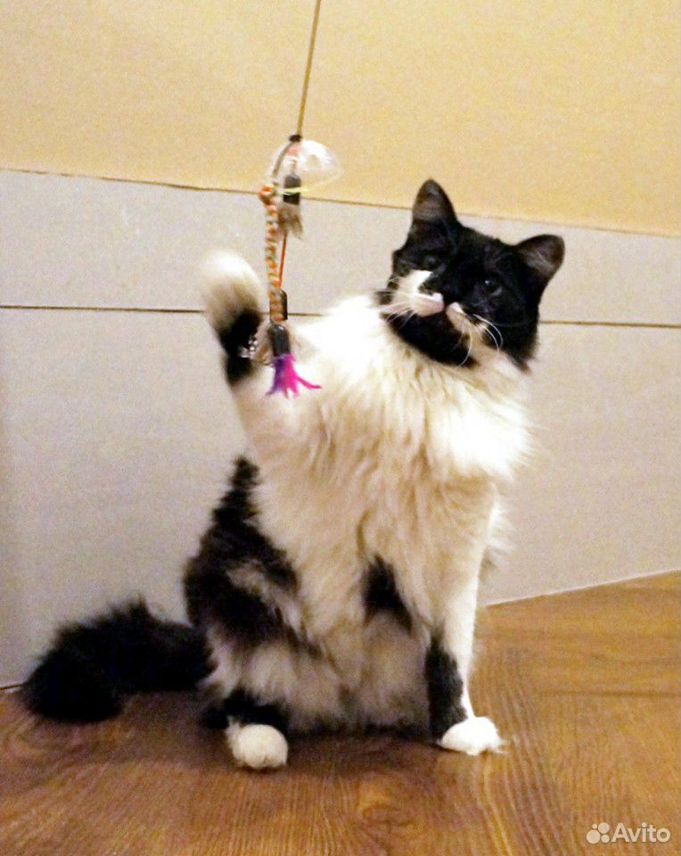 Кошка Улита Павловна