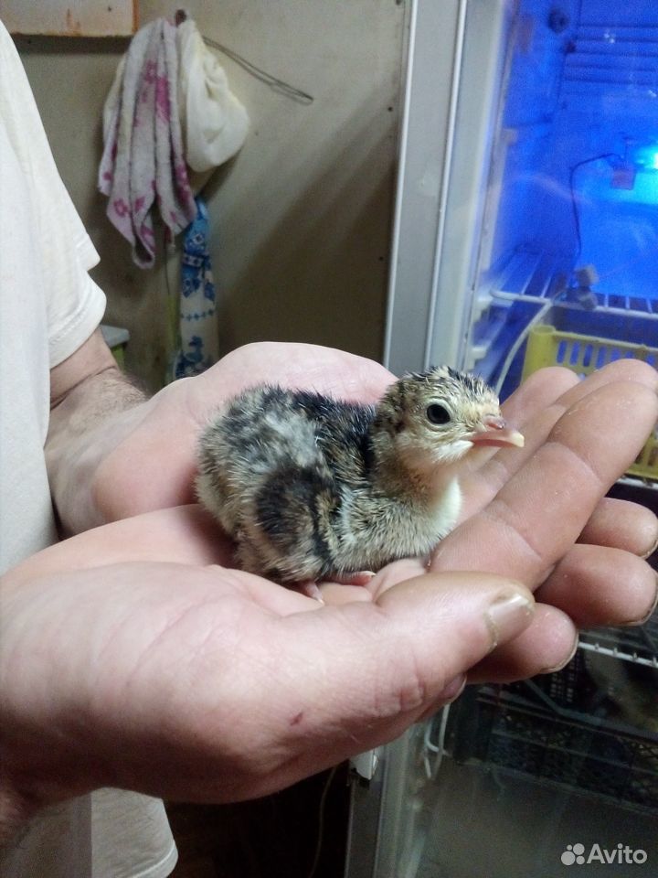 Цыплята в наличии, Индюшата, Гусята, Утята