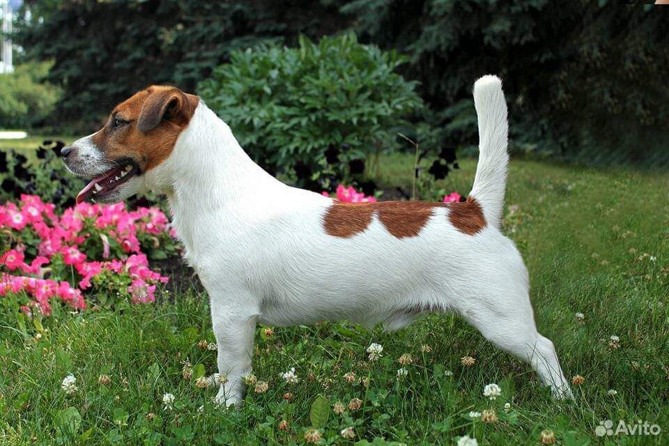 Шикарный кобель дрт вязка