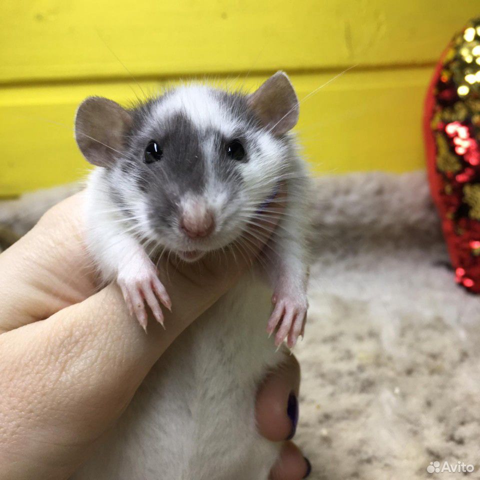 Крысы дамбо питомник выбор доставка