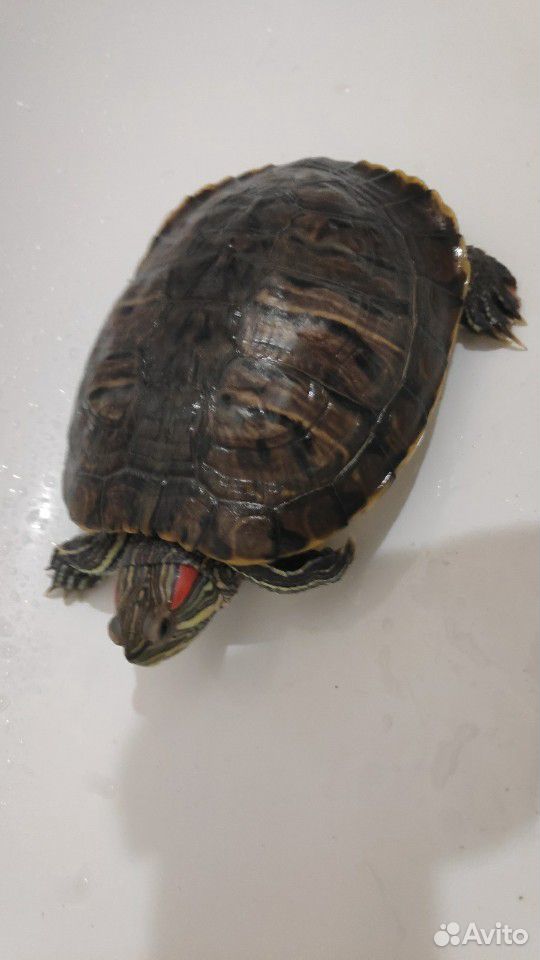Красноухая черепаха. 10лет +/ Самка