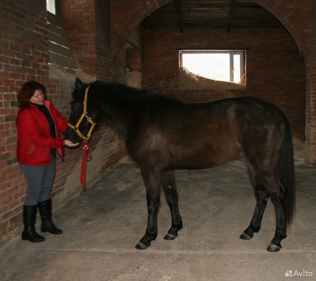 Молодой полукровный мерин