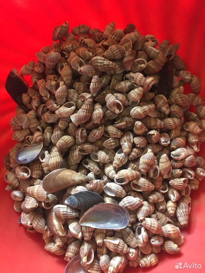Ракушки для аквариума