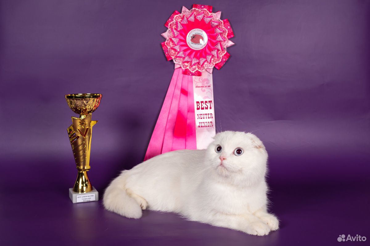 Плюшевый голубоглазый мальчик