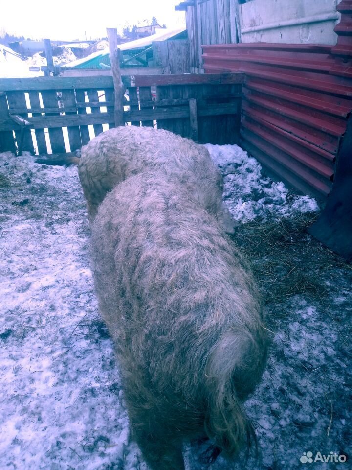 Венгерский мангал.обмен