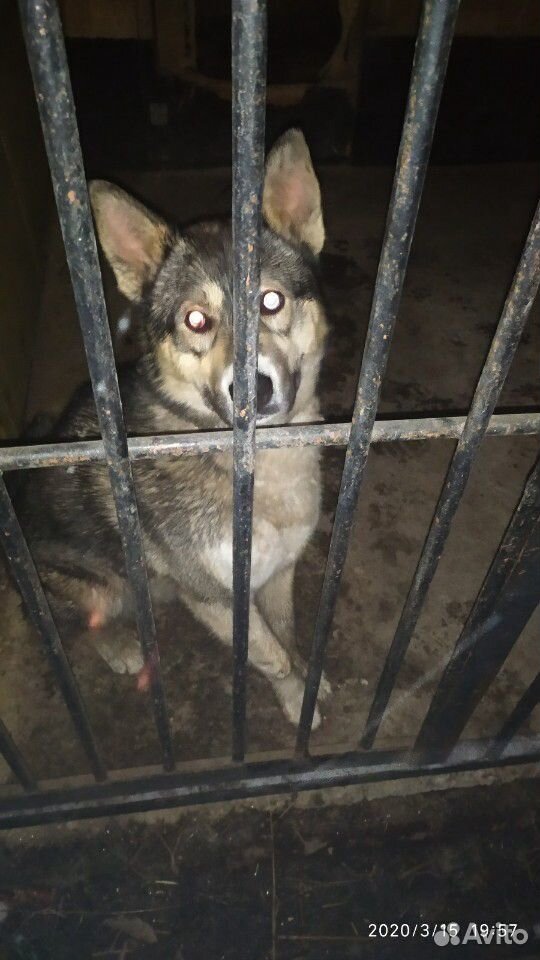 Найдена собака