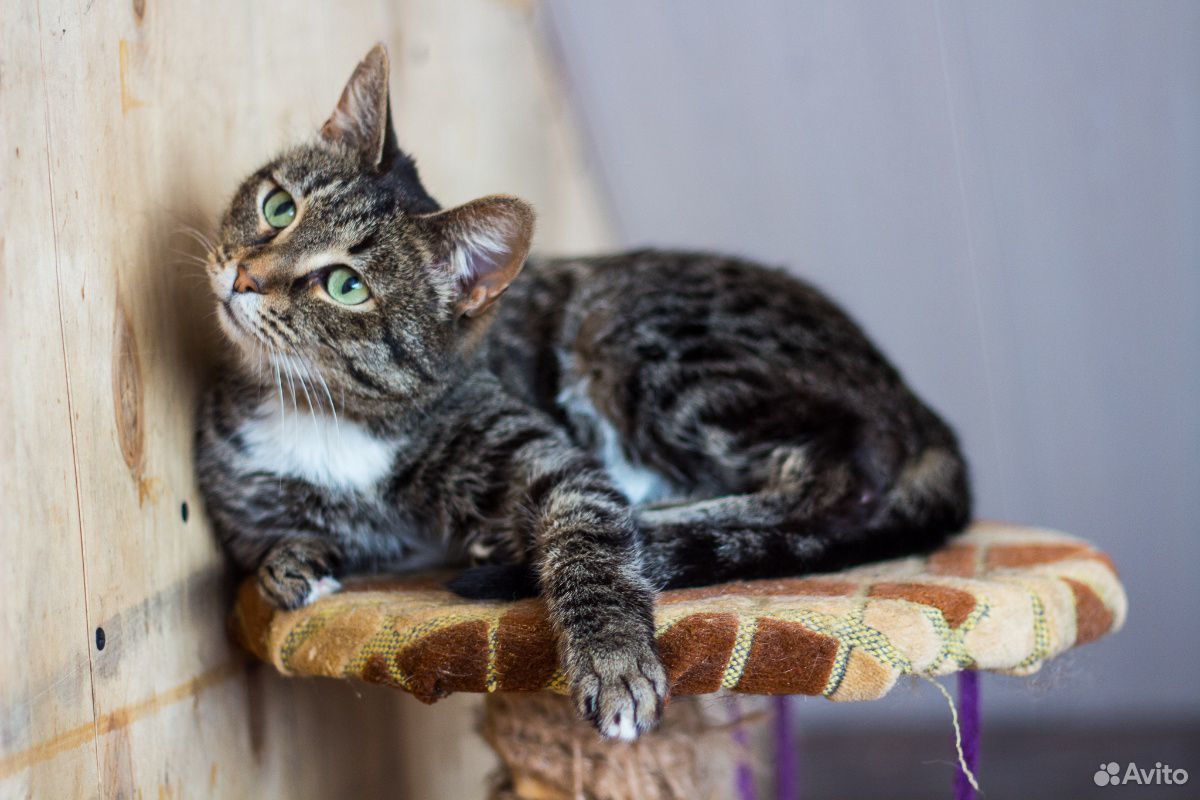 Кошка ищет дом