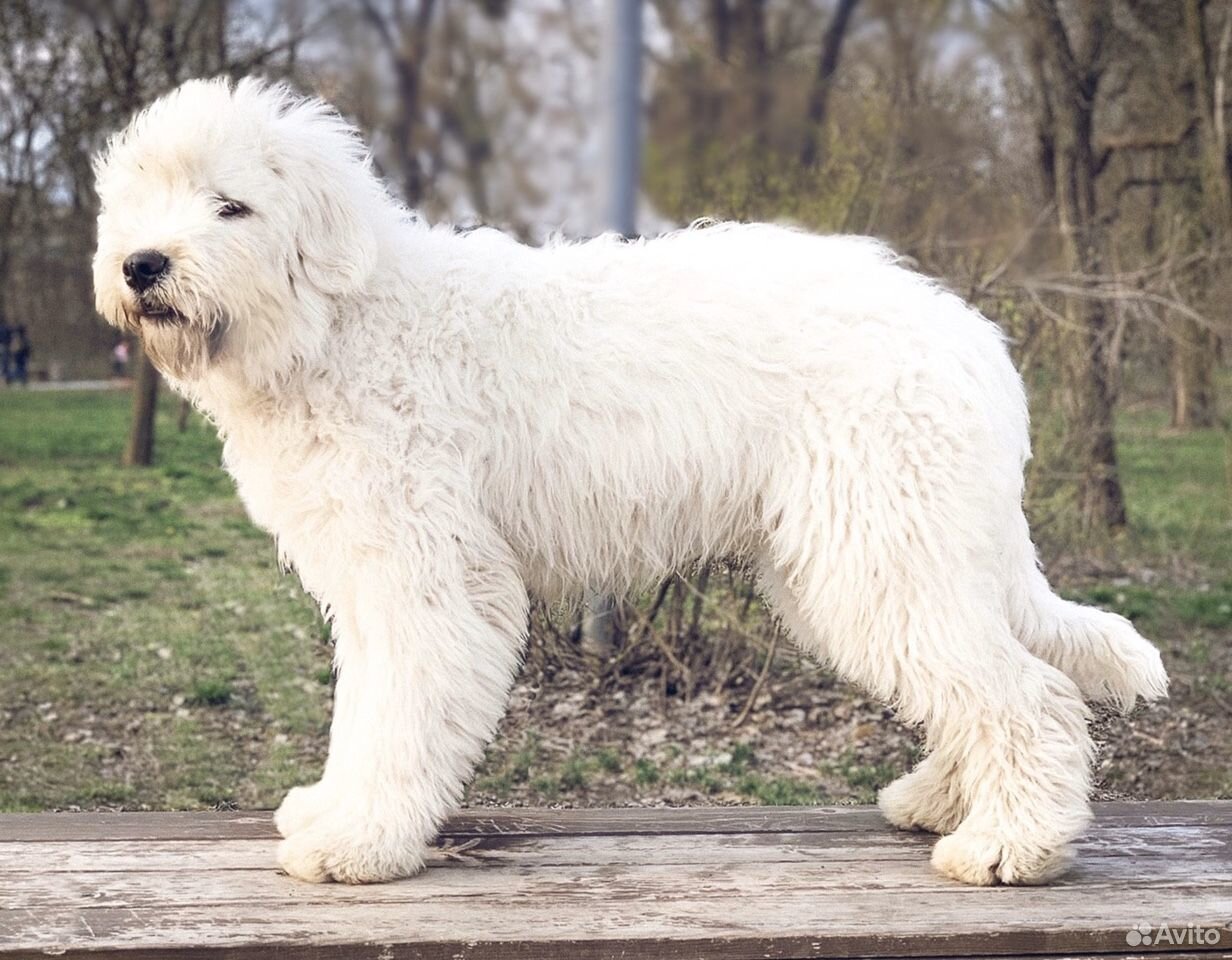 Щенок южнорусской овчарки (девочка) 6месяцев