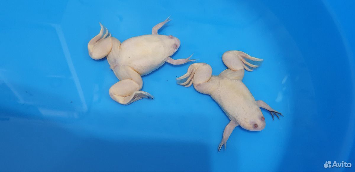 Лягушки шпорцевые