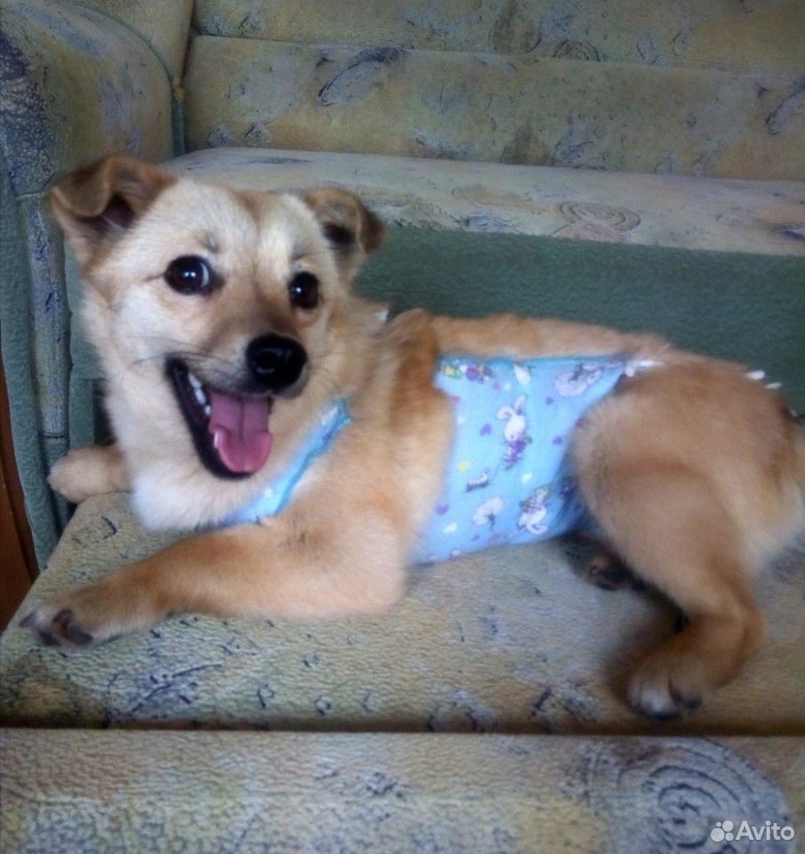 Некрупная щенулька, стерилизована