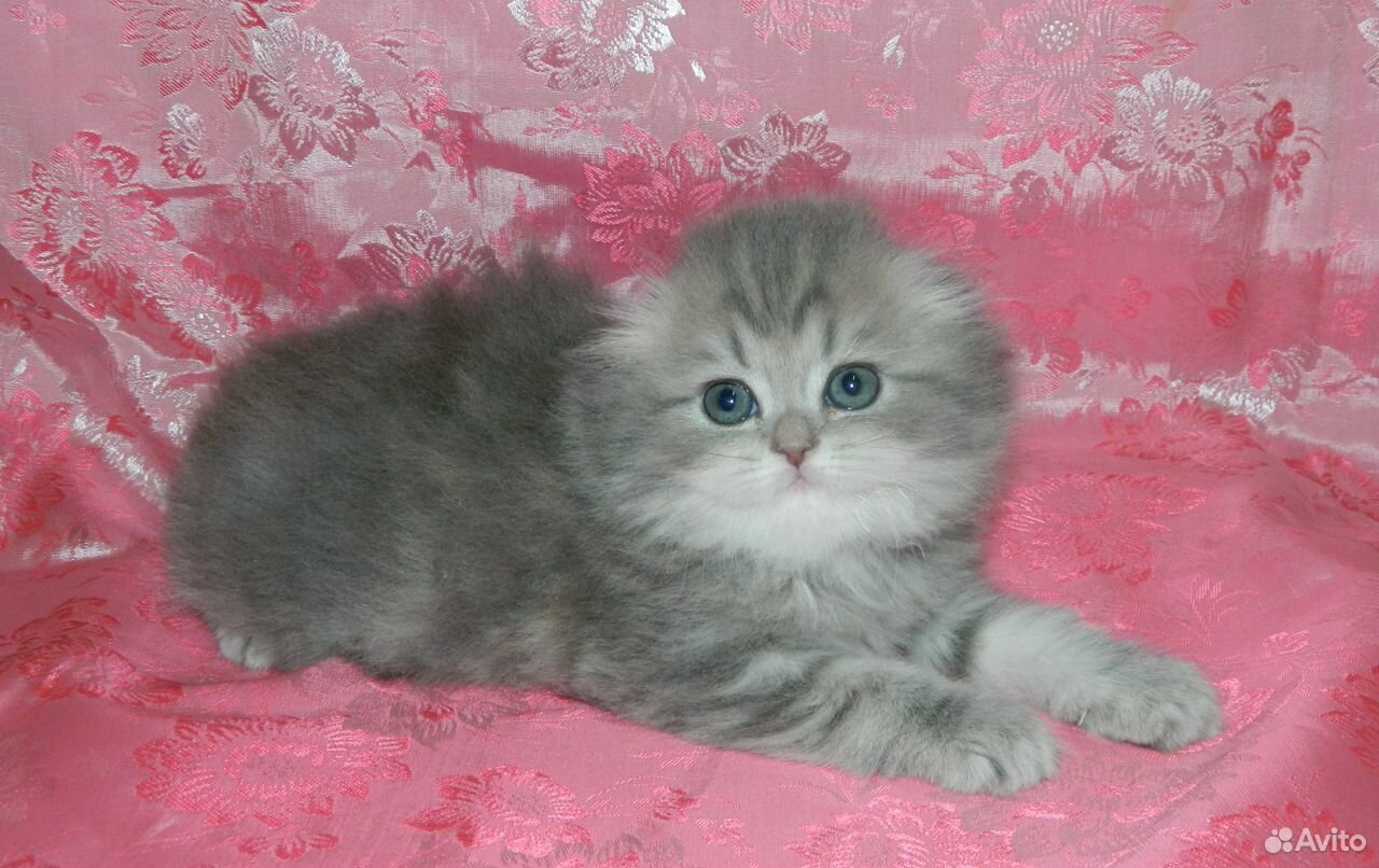 Шотландский котенок
