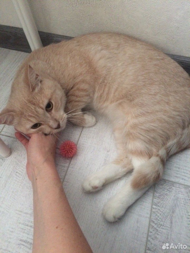 Кот