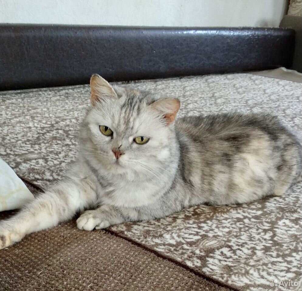 Нежная британочка