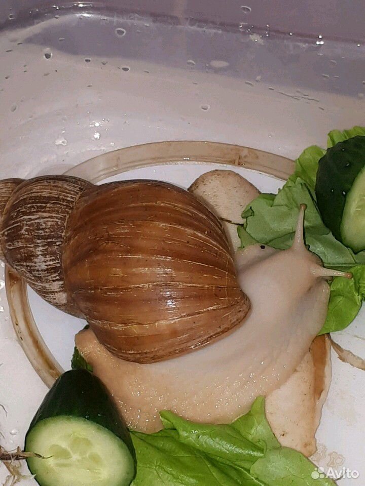 Улитки Ахатины 2 шт