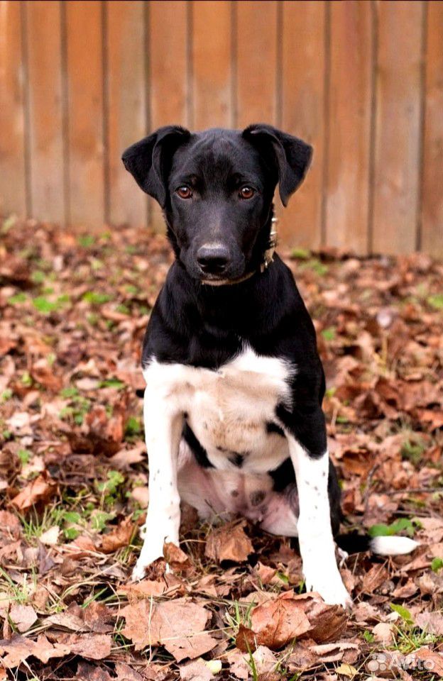 Флави ищет дом