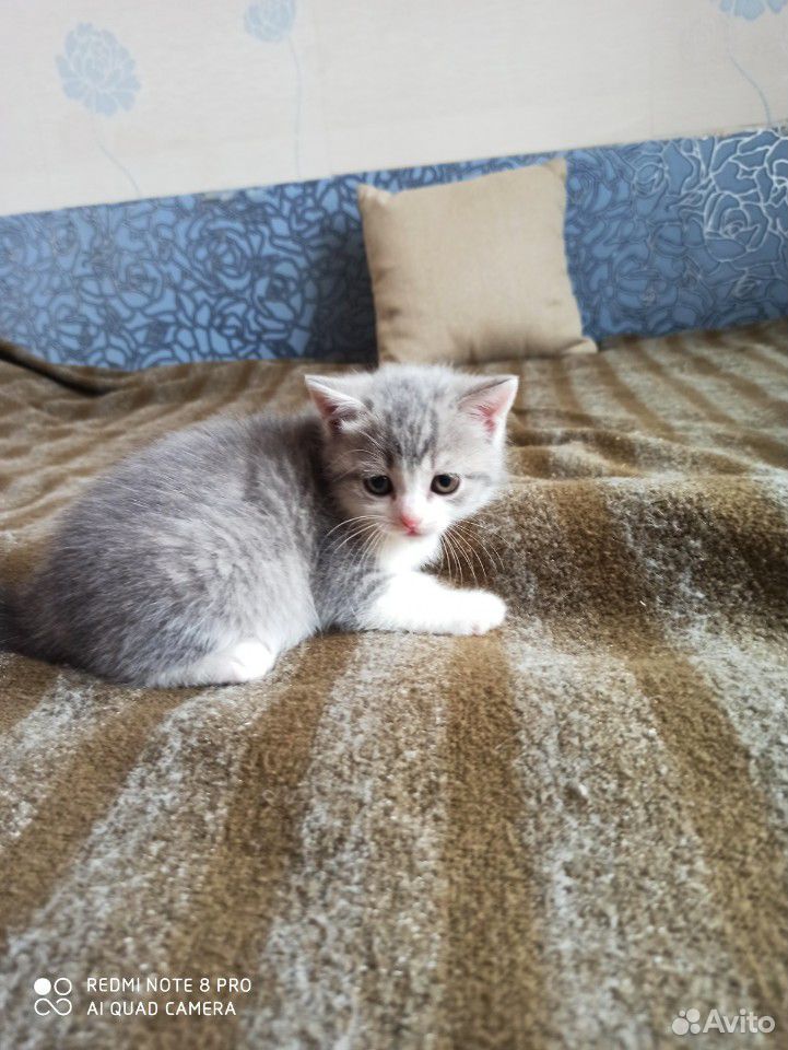 Котенок шотландец-страйт (девочка)