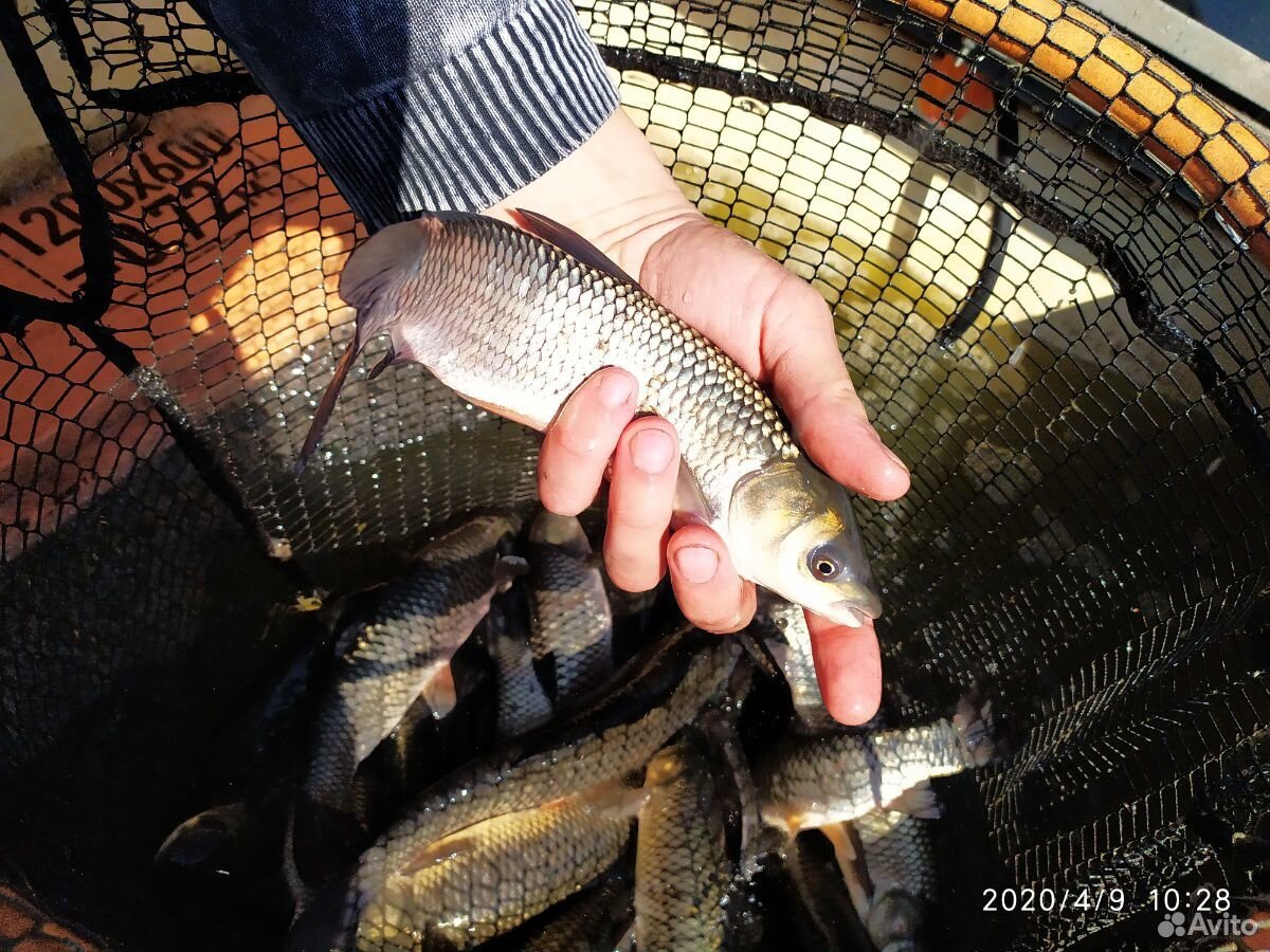 Белый амур крупный