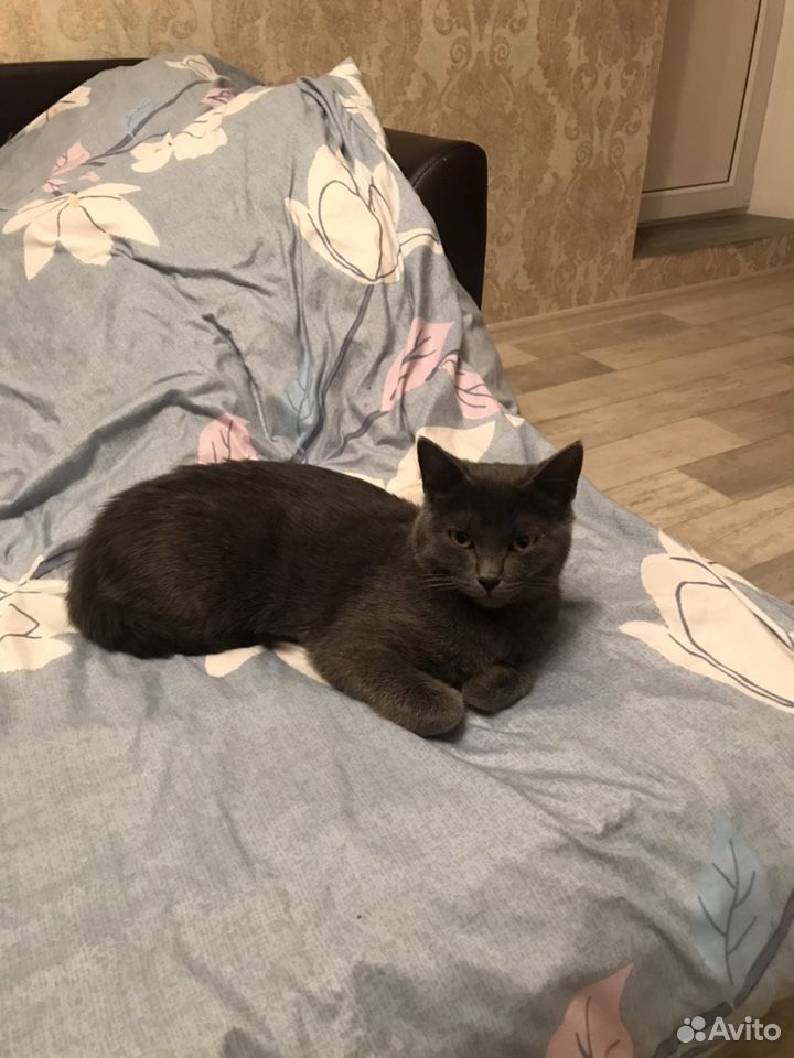 Кошка