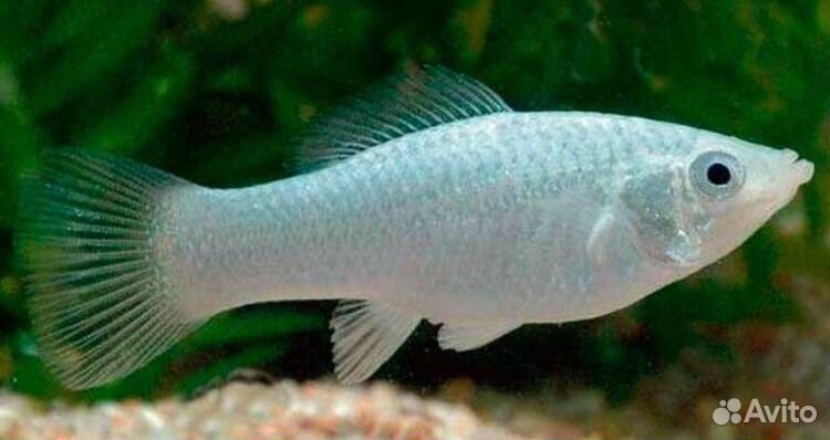 Белая моллинезия, снежинка