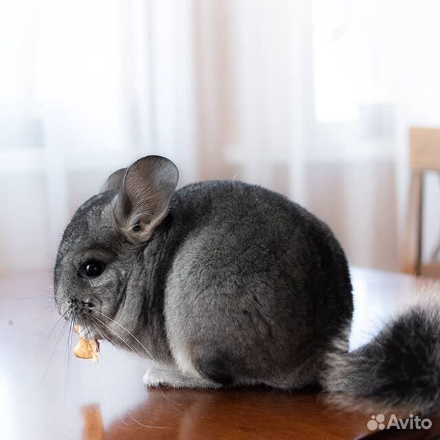 Шиншиллята мальчики и девочки Стандарт