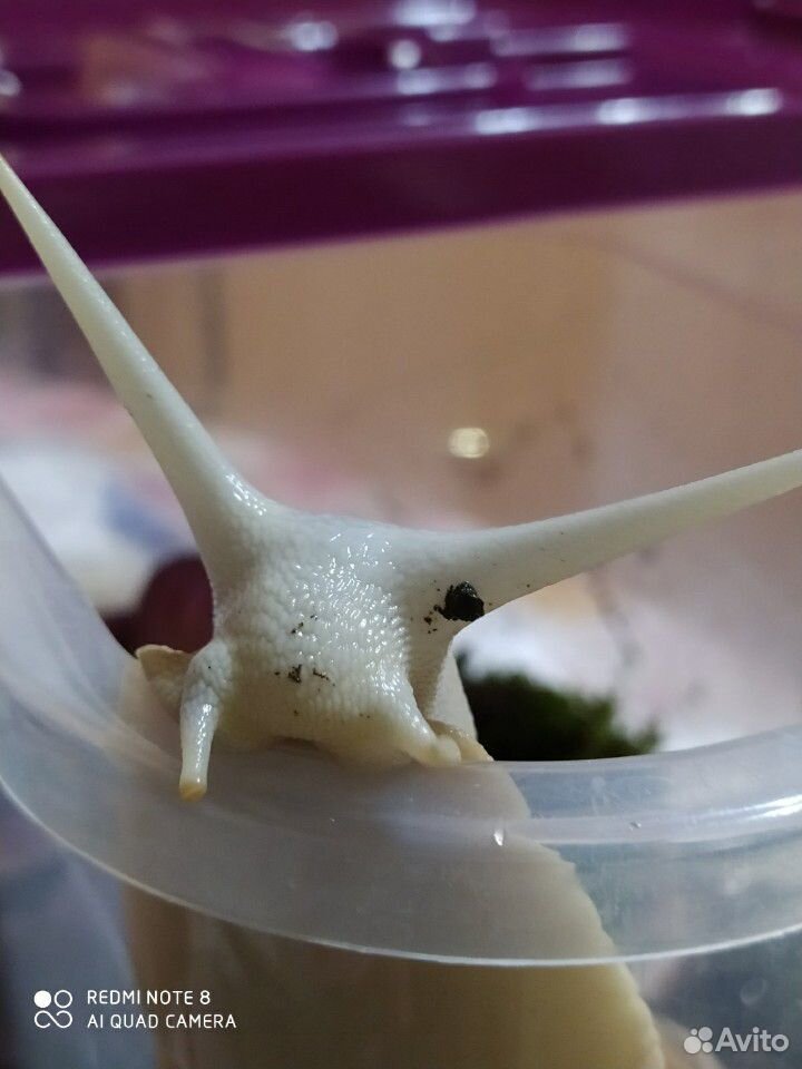 Apxахатина Mаргината Маргината Стандарт, Сутуралис