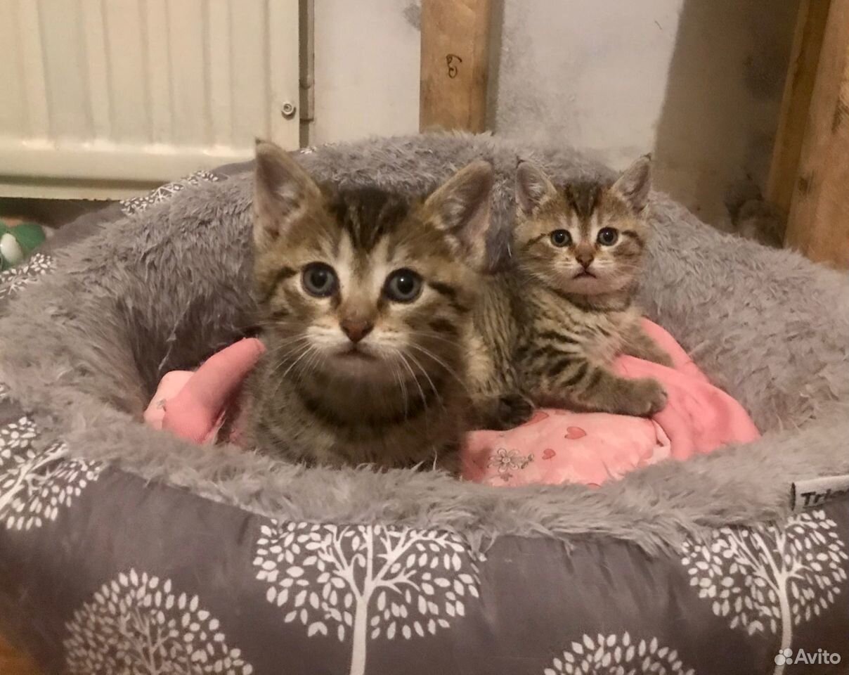 Пупсики в семью