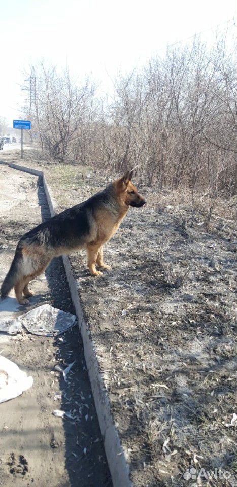 Немецкая овчарка кобель 3 года найден