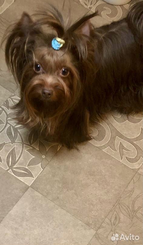 Мальчик шоколадного йорка