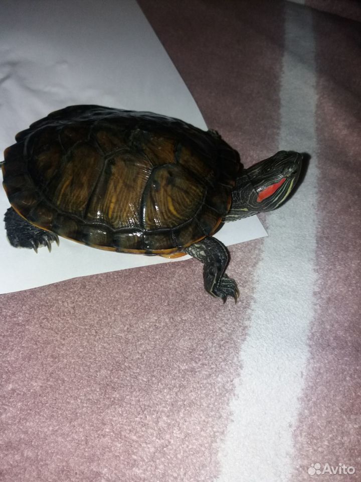 Макс в хорошие руки