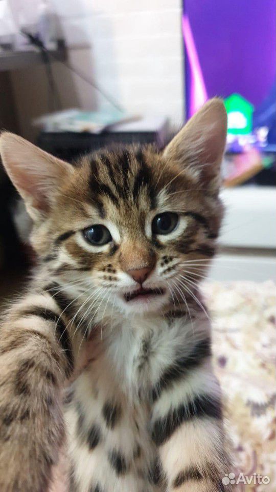 Бенгальские котята 2,5мес