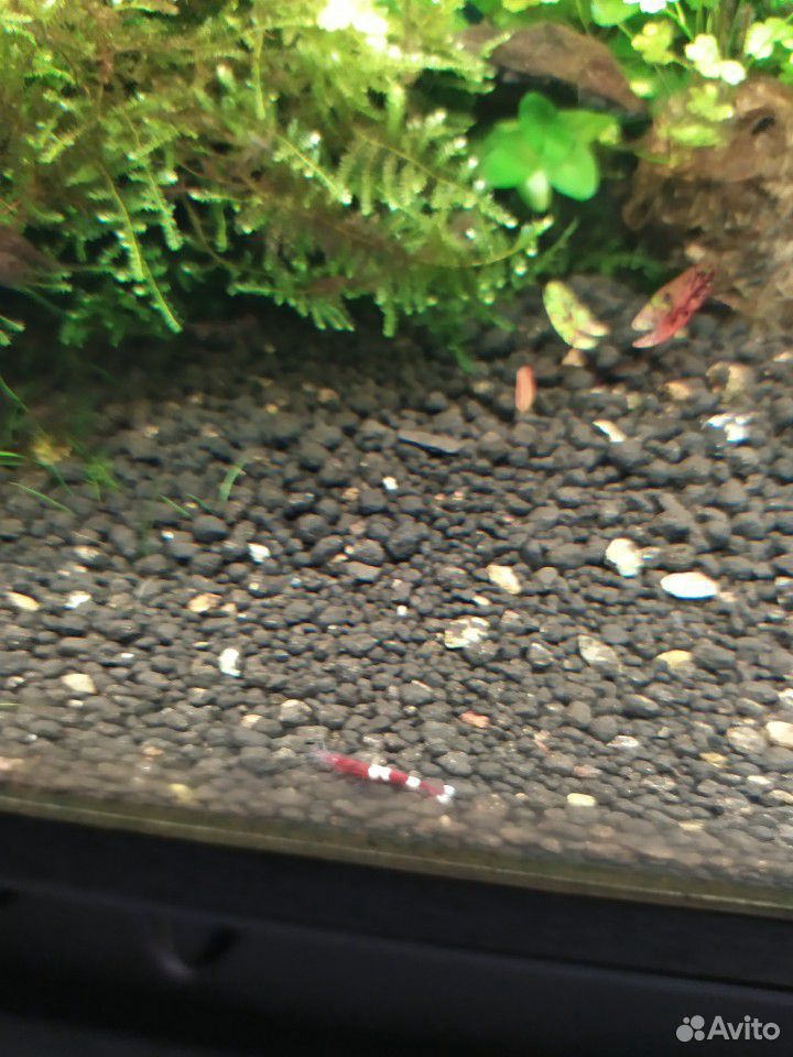 Креветки Тайвани