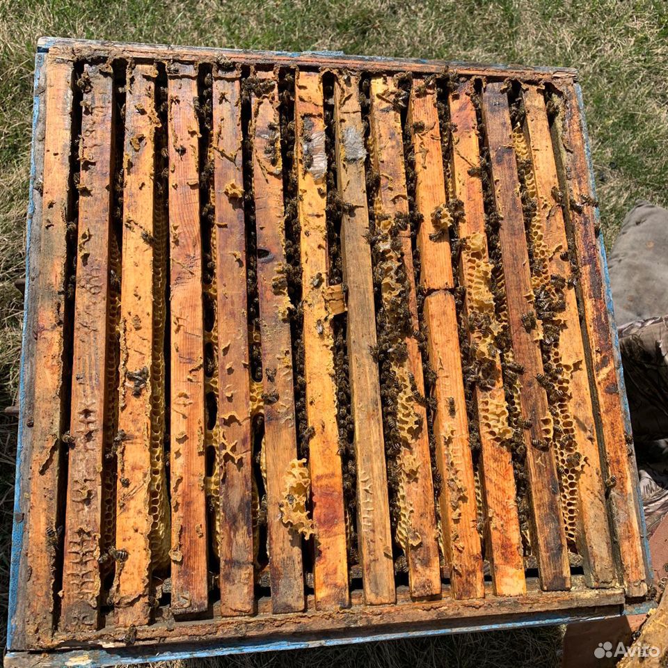 Пчелосемьи