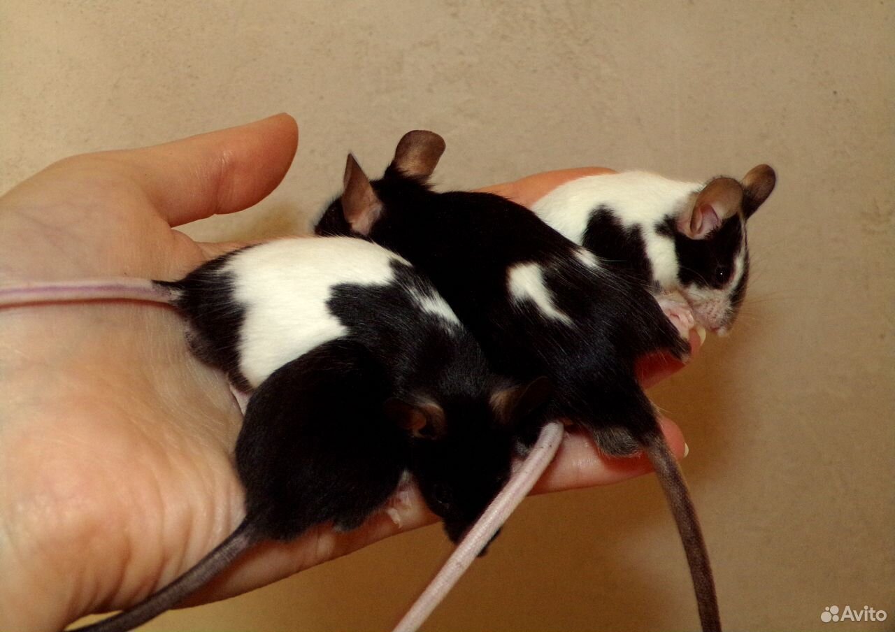 Декоративные мышки